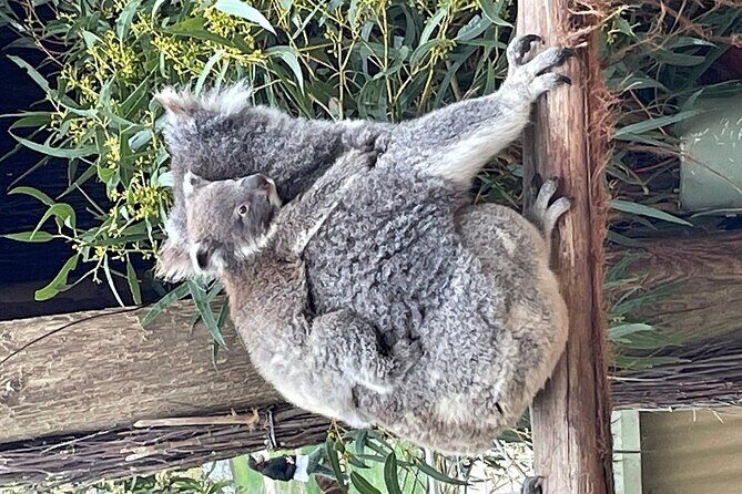 Melbourne Penguin Tour & Wildlife kangaroos koala Emu Tasi Devil - A Detailed Look at the Itinerary