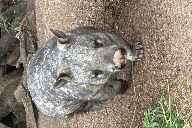 Melbourne Penguin Tour & Wildlife kangaroos koala Emu Tasi Devil - Practical Considerations