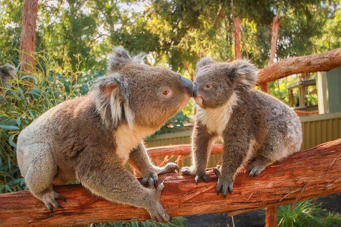 Melbourne Penguin Tour & Wildlife kangaroos koala Emu Tasi Devil - Final Thoughts: Who Should Consider This Tour?