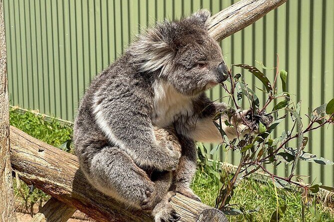 Melbourne Penguin Tour & Wildlife kangaroos koala Emu Tasi Devil - FAQ