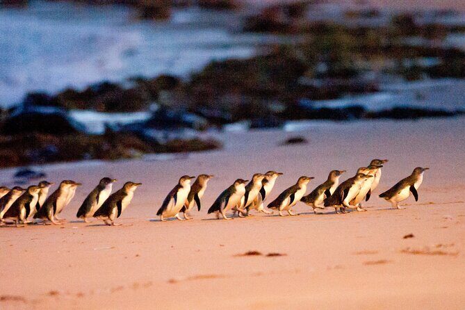 Melbourne Phillip Island 1 Day Tour - In The Sum Up