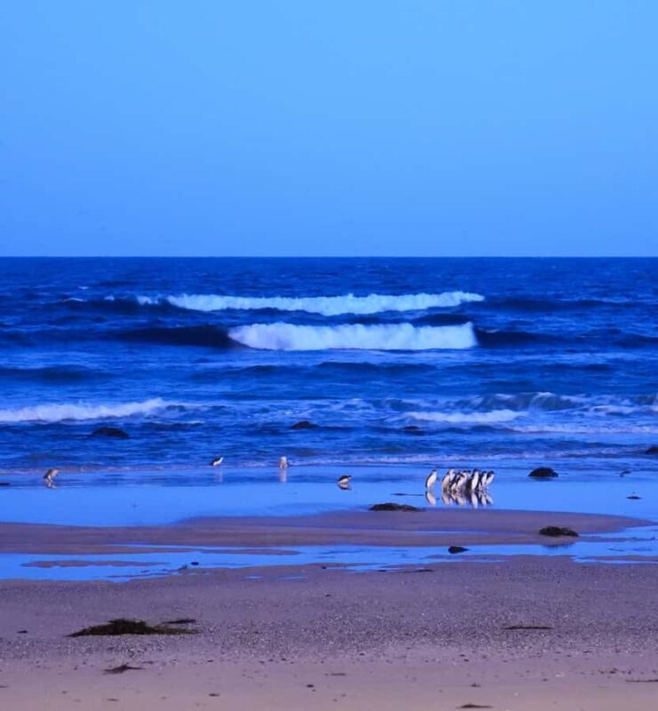 Melbourne: Phillip Island Penguins, Koalas & Hike Tour - Final Thoughts: Who Will Love This Tour?