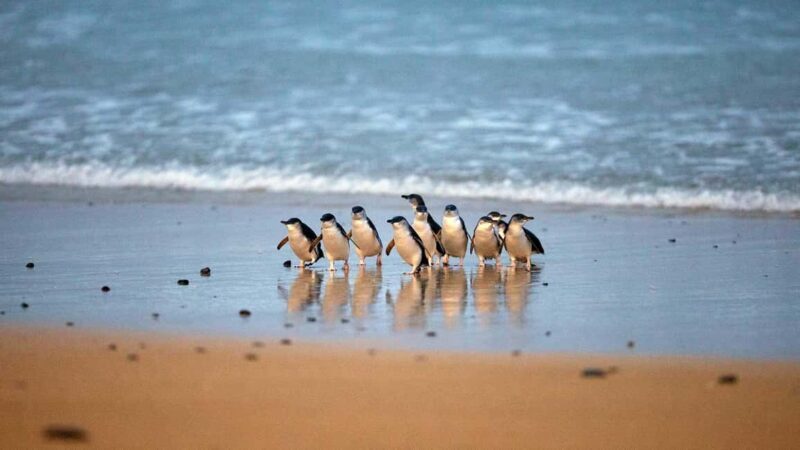 Melbourne: Phillip Island Private Tour including tickets - Melbourne: Phillip Island Private Tour including Tickets – A Comprehensive Look