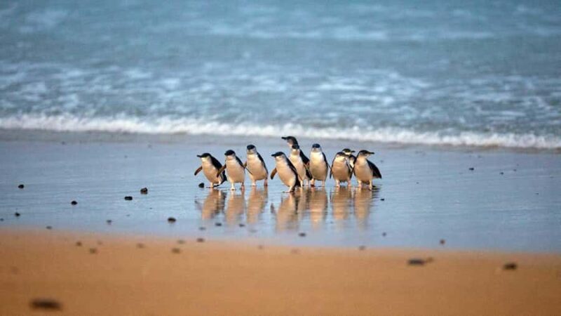 Melbourne: Phillip Island Private Tour, Penguin and Koala - A Deep Dive into the Phillip Island Private Tour Experience