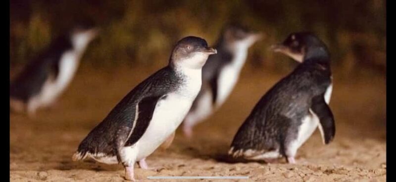Melbourne: Phillip Island Private Tour with Penguin Parade - Who Is This Tour Best For?