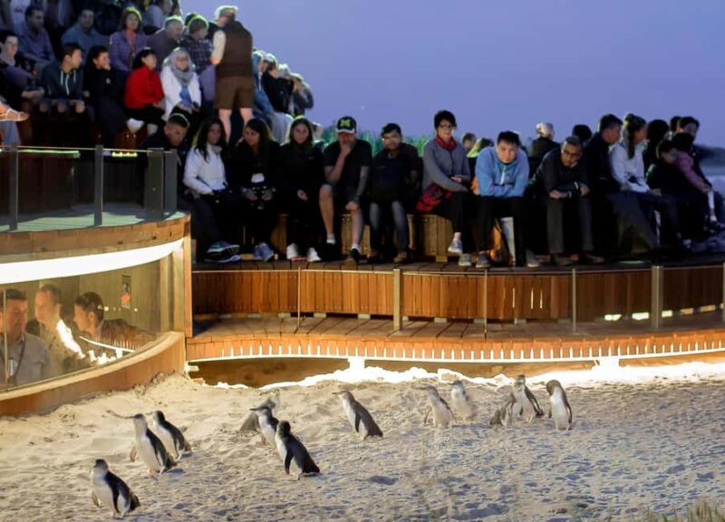 Melbourne: Phillip Island Private Tour with Penguin Parade - Exploring the Highlights of the Phillip Island Private Tour