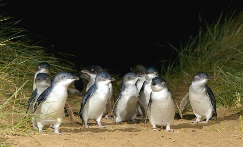 Melbourne: Phillip Island Private Tour with Penguin Parade - Price & Value