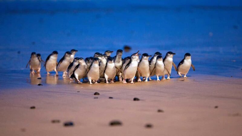 Melbourne: Phillip Island Private Trip with Penguin Parade - Key Points