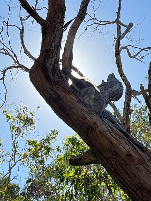Melbourne: Phillip Island Private Trip with Penguin Parade - Who will love this tour?