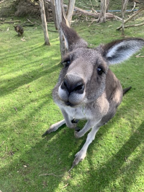 Melbourne: Phillip Island Tour & Penguin Parade - Introducing the Tour
