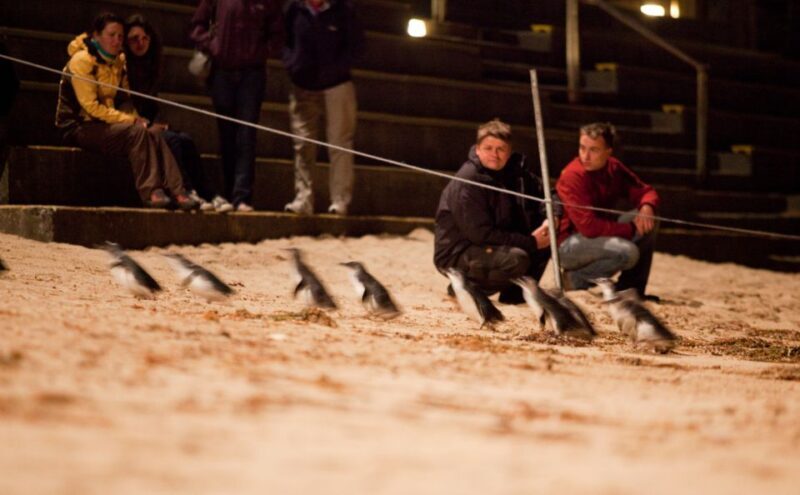 Melbourne: Phillip Island Tour & Penguin Parade - Key Points