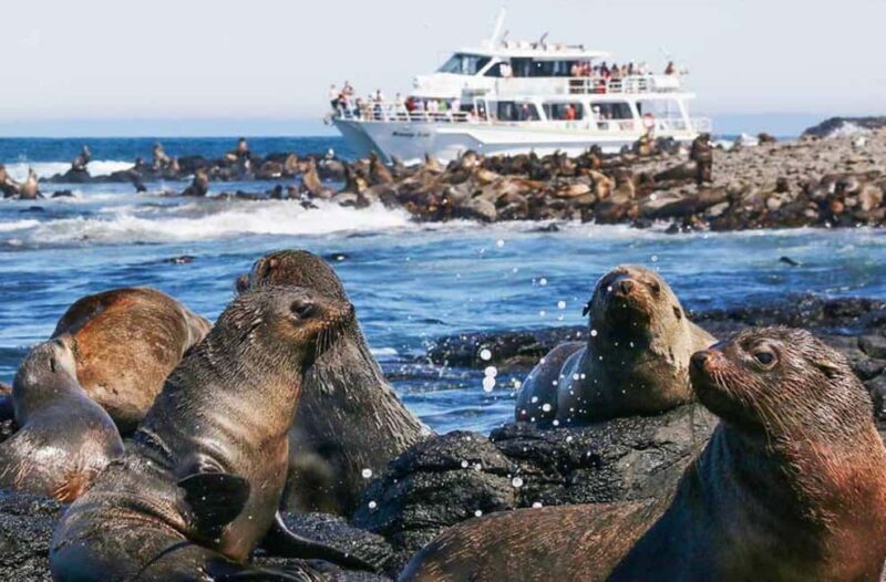 Melbourne: Phillip Island Tour w/ Hop-on Bus or Seal Cruise - An Introduction to the Tour: What You Need to Know