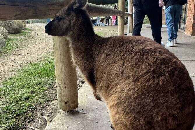 Melbourne Private Ballarat Sovereign Hill Gold Mine Tours - The Sum Up