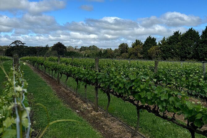 Melbourne: Private Mornington Peninsula & Winery Tours. - Practical details and value