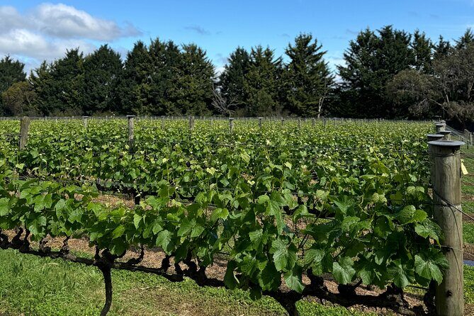 Melbourne: Private Mornington Peninsula & Winery Tours. - FAQs