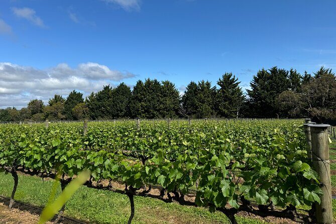 Melbourne: Private Mornington Peninsula & Winery Tours. - Summary