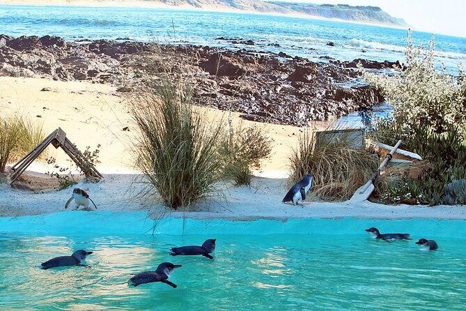 Melbourne Private Penguins Tour wildlife Wine Tour - First Stop: Ararat and Australian Wildlife
