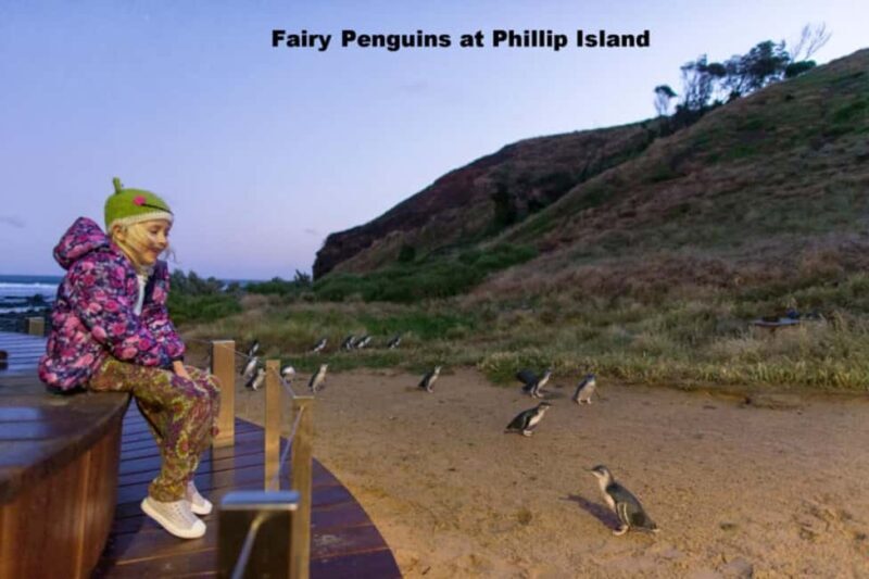 Melbourne: Private Phillip Island Penguin Parade Tour - Key Points