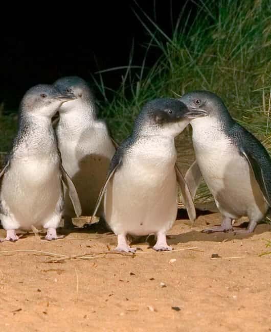 Melbourne: Private Phillip Island Penguin Parade Tour - An Overview of the Tour Experience