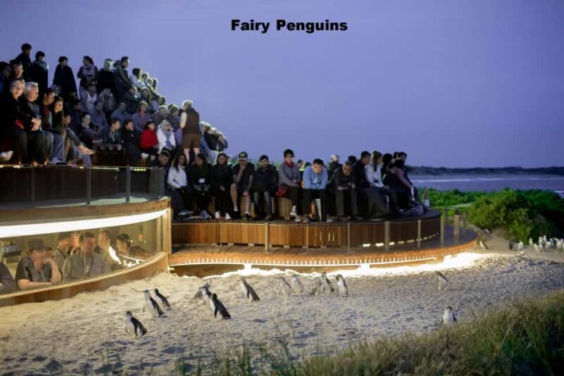 Melbourne: Private Phillip Island Penguin Parade Tour - Breaking Down the Itinerary
