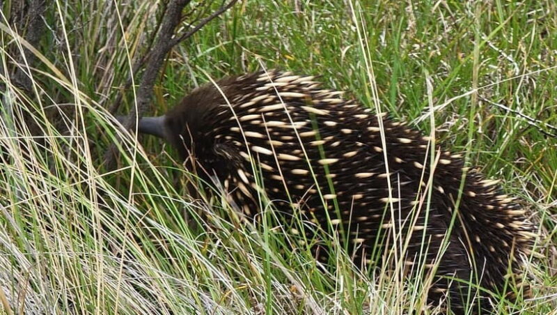 Melbourne: Private Phillip Island Penguin Parade Tours - A Deep Dive Into the Experience