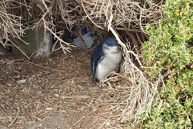 Melbourne: Private Phillip Island Penguin Parade & Wildlife Tours - Who Will Benefit Most from This Tour?