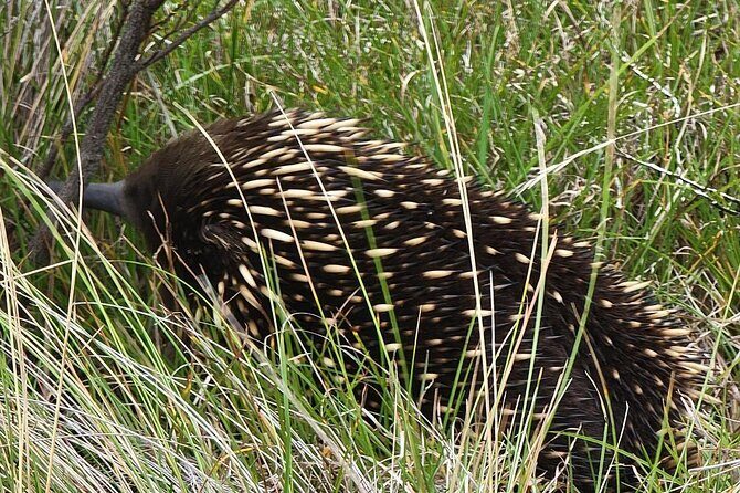 Melbourne: Private Phillip Island Penguin Parade & Wildlife Tours - The Sum Up: Who Is This Tour Best For?