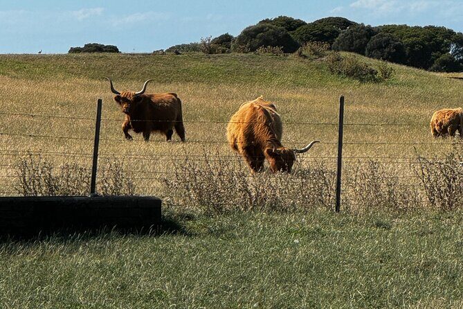 Melbourne: Private Puffing Billy Train & Phillip Island Tours - Final Thoughts