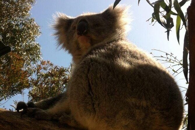 Melbourne: Private Wilson Promontory National Park Day Tours - Mount Oberon: The Summit with a View