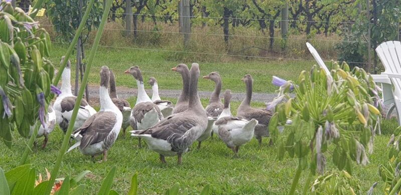 Melbourne: Private Wine tasting Yarra Valley Tours - An Overview of the Yarra Valley Experience