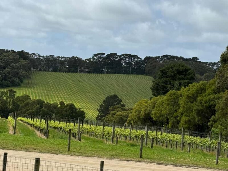 Melbourne: Private Wine tasting Yarra Valley Tours - What Sets This Tour Apart