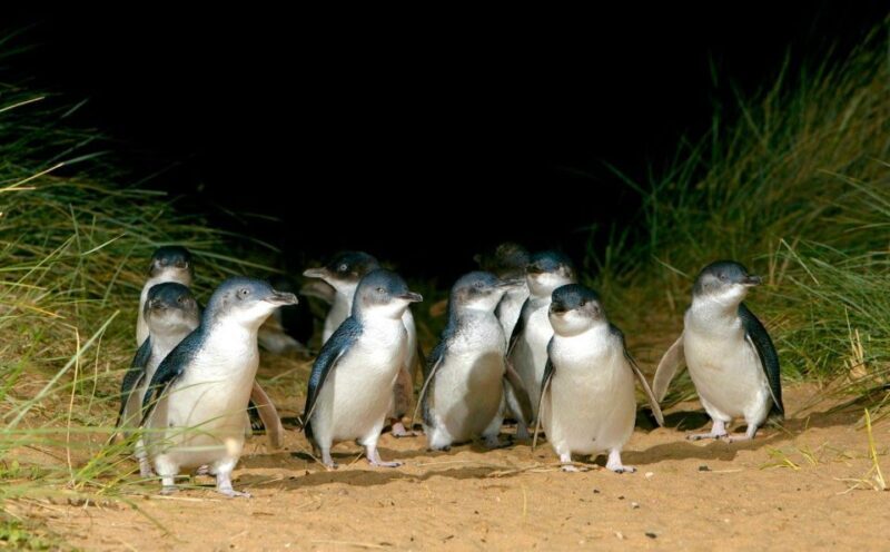 Melbourne: Puffing Billy Penguin Parade Brighton Boxes Tour - Who Will Love This Tour?