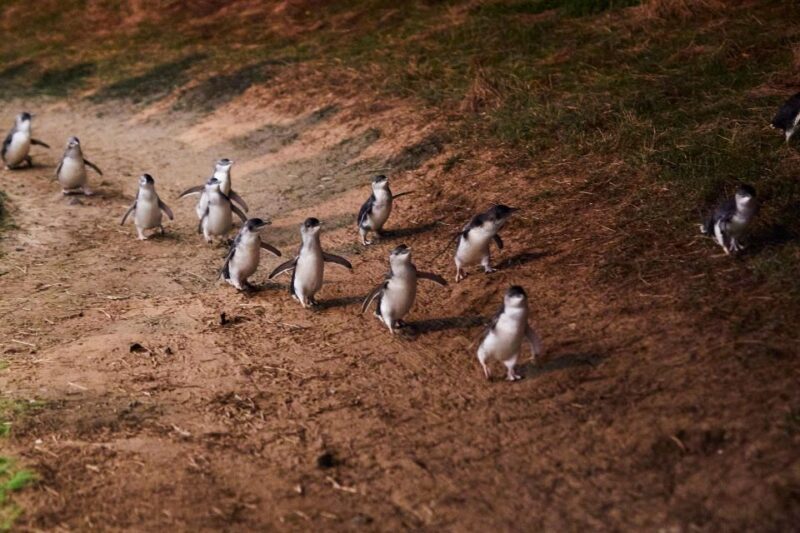 Melbourne: Puffing Billy Penguin Parade Brighton Boxes Tour - Final Thoughts