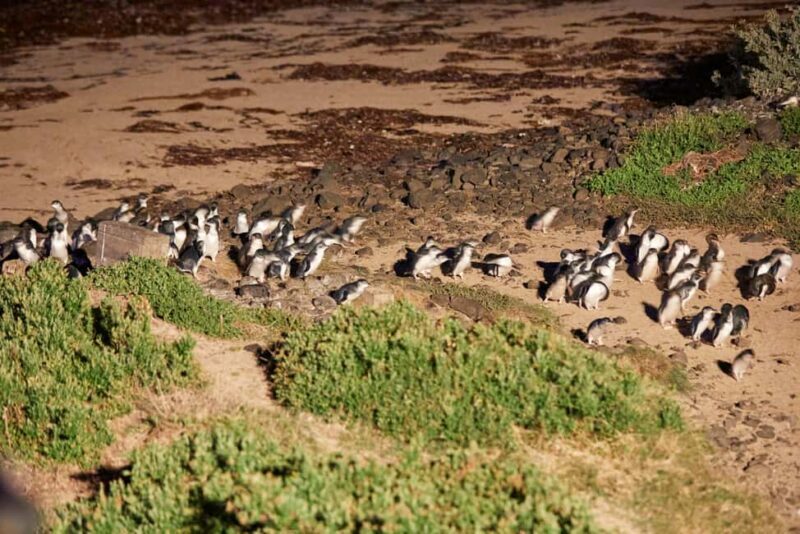 Melbourne: Puffing Billy Railway & Penguin Parade Day Tour - FAQ