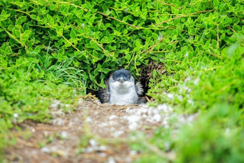 Melbourne: Puffing Billy Steam Train & Penguin Parade Tour - Frequently Asked Questions