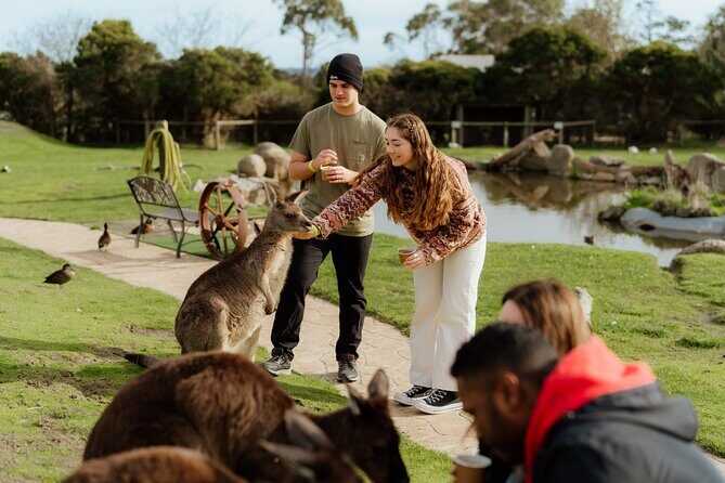 Melbourne Puffing Billy Train and Penguin Parade Day Tour Escape - Frequently Asked Questions
