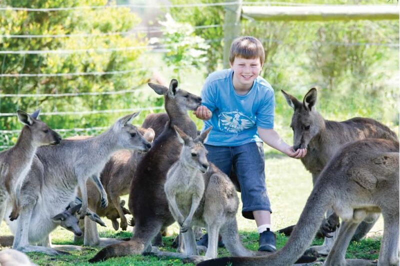 Melbourne: Puffing Billy Train & Penguin Island Excursion - The Sum Up