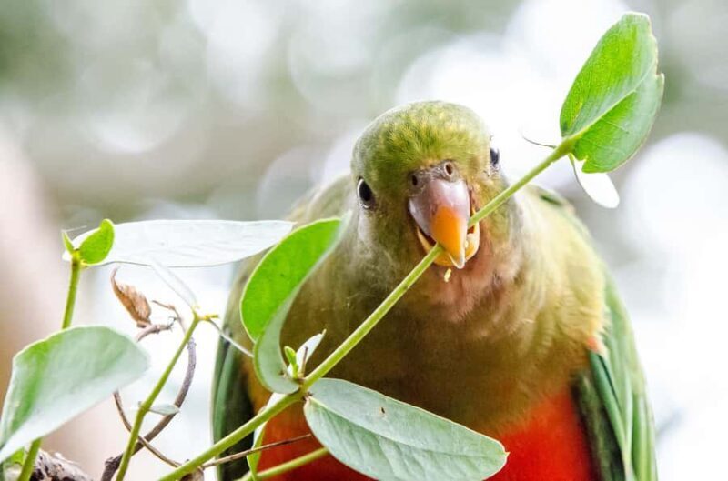 Melbourne: Reverse Great Ocean Road 12 Apostles with Lunch - Transportation & Group Size