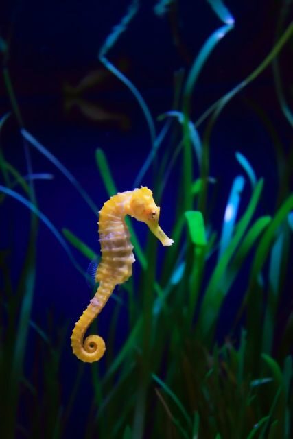 Melbourne: SEA LIFE Aquarium Entrance Ticket - Authentic Voices: What Visitors Say
