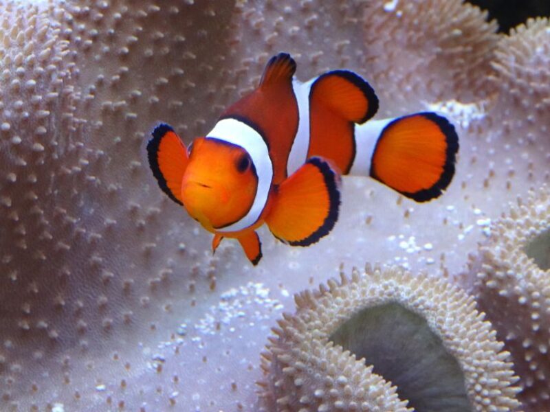 Melbourne: SEA LIFE Aquarium Entrance Ticket - The Sum Up: Is It Worth It?