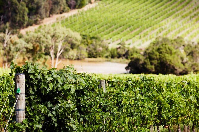 Melbourne Shore Excursion, Wine Region, Wildlife, Shared Tour - Who Will Love This Tour?