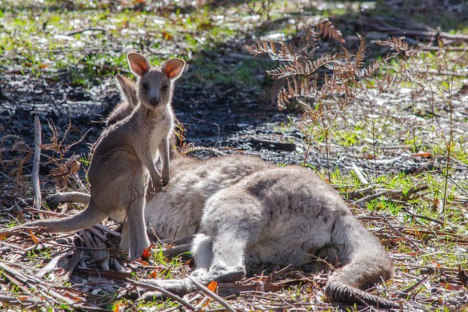 Melbourne to Adelaide 3 Day Southern Coast Overland Tour - An In-Depth Look at the 3-Day Tour