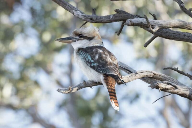 Melbourne Tour: Walk the Yarra & Historic Boathouse Lunch - Frequently Asked Questions