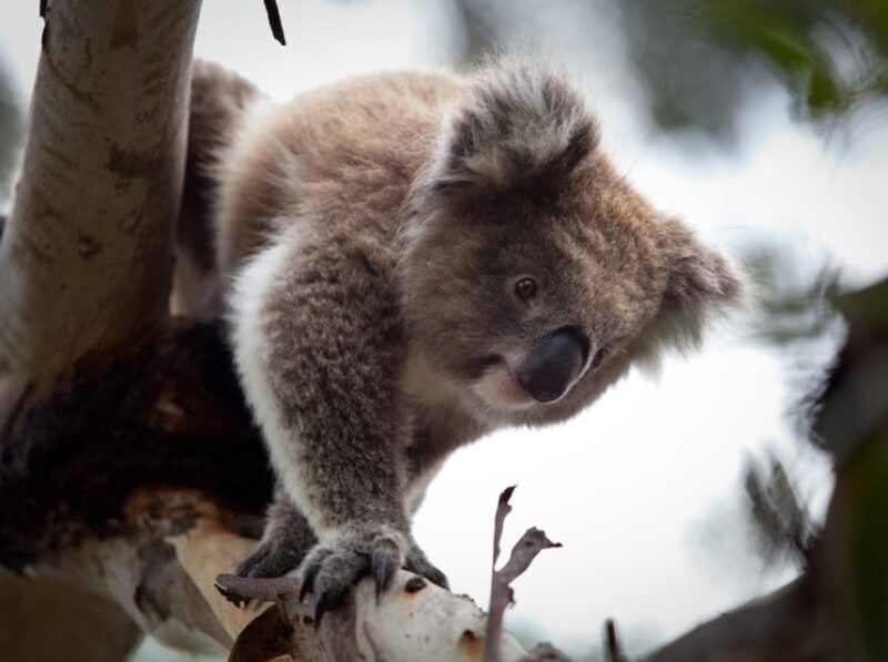 Melbourne Unlimited Attractions pass - Who Will Love This Pass?