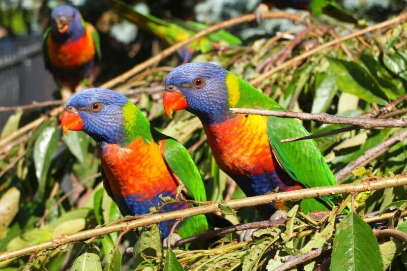 Melbourne: Walk the Yarra to Heritage Abbotsford Convent - FAQ