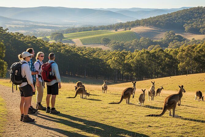 Melbourne wildlife nature hike with Kangaroos and sunset picnic! - Key Points