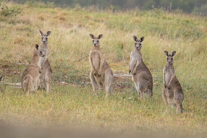 Melbourne wildlife nature hike with Kangaroos and sunset picnic! - A Fully Balanced, Authentic Experience
