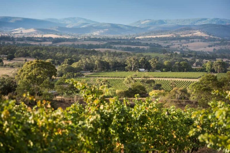 Melbourne: Yarra Valley Wine Bubbles & Kangaroos Tour - The Sum Up