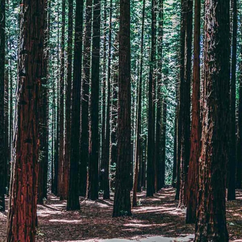 Melbourne: Yarra Valley Wine & Cherry Picking Day Trip - Exploring the Highlights of the Tour