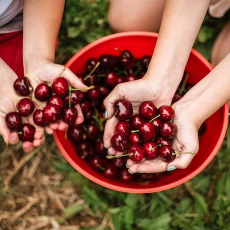 Melbourne: Yarra Valley Wine & Cherry Picking Day Trip - Who Should Consider This Tour?